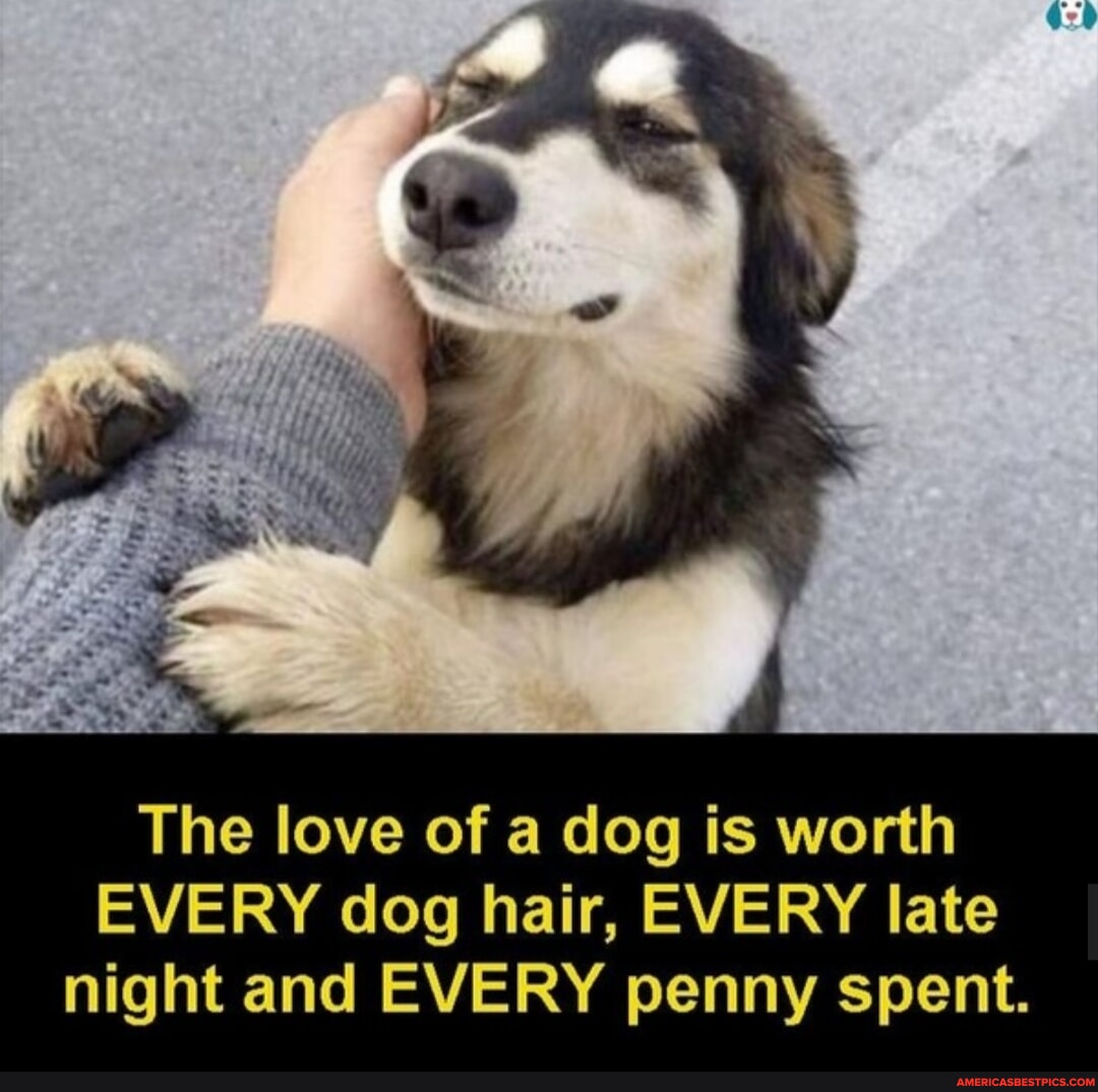 The love of a dog is worth EVERY dog hair, EVERY late night and EVERY ...