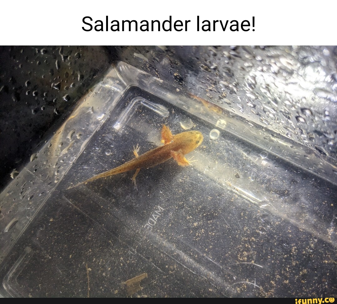 Salamander Larvae