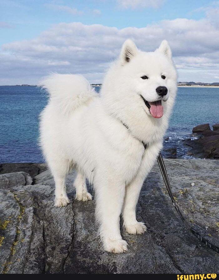 Japanese_spitz memes. Best Collection of funny Japanese_spitz pictures ...