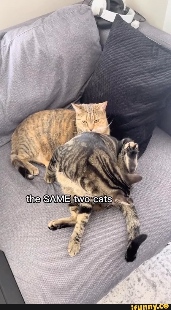 The most iconic dynamic @therealbroccolicat - the SAME two cats - iFunny