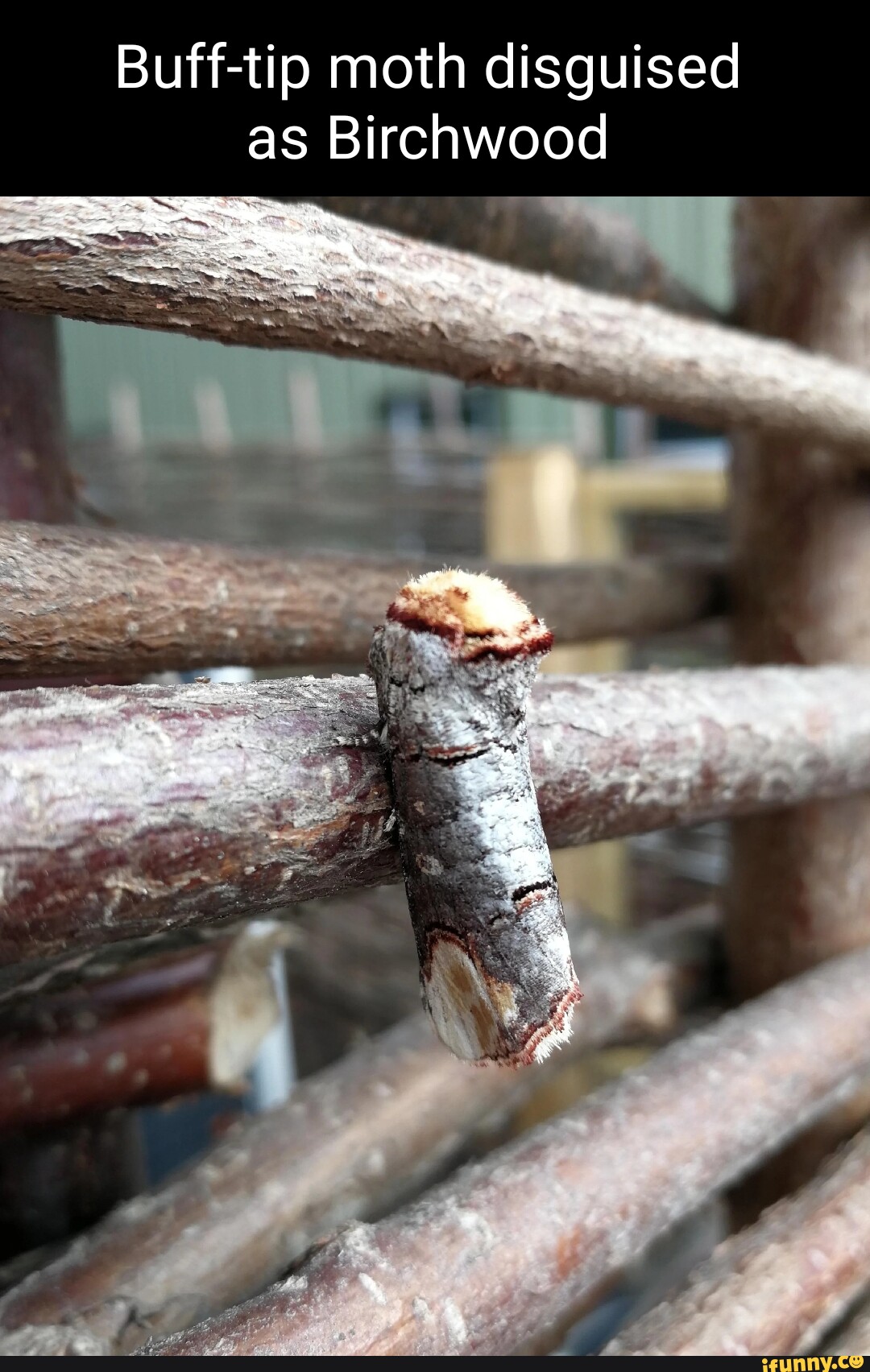 EVERY NBA FRANGHISE HAS with Ja Morant's 52-point GAME performance last ...