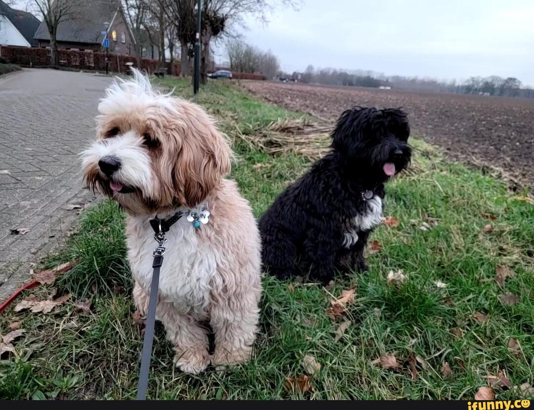 Labradoodles memes. Best Collection of funny Labradoodles pictures on ...