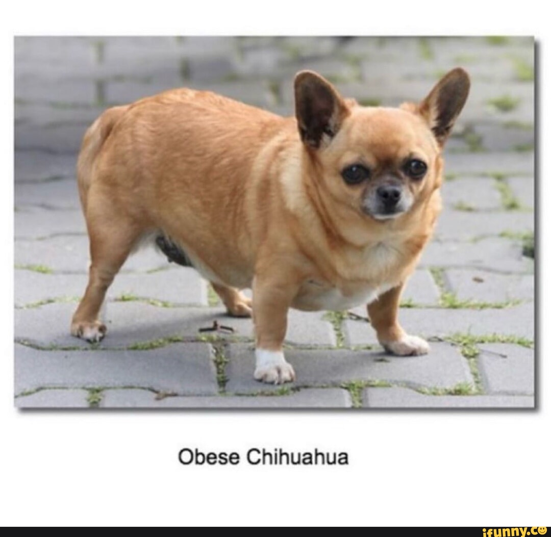 Phan memes. Best Collection of funny Phan pictures on iFunny