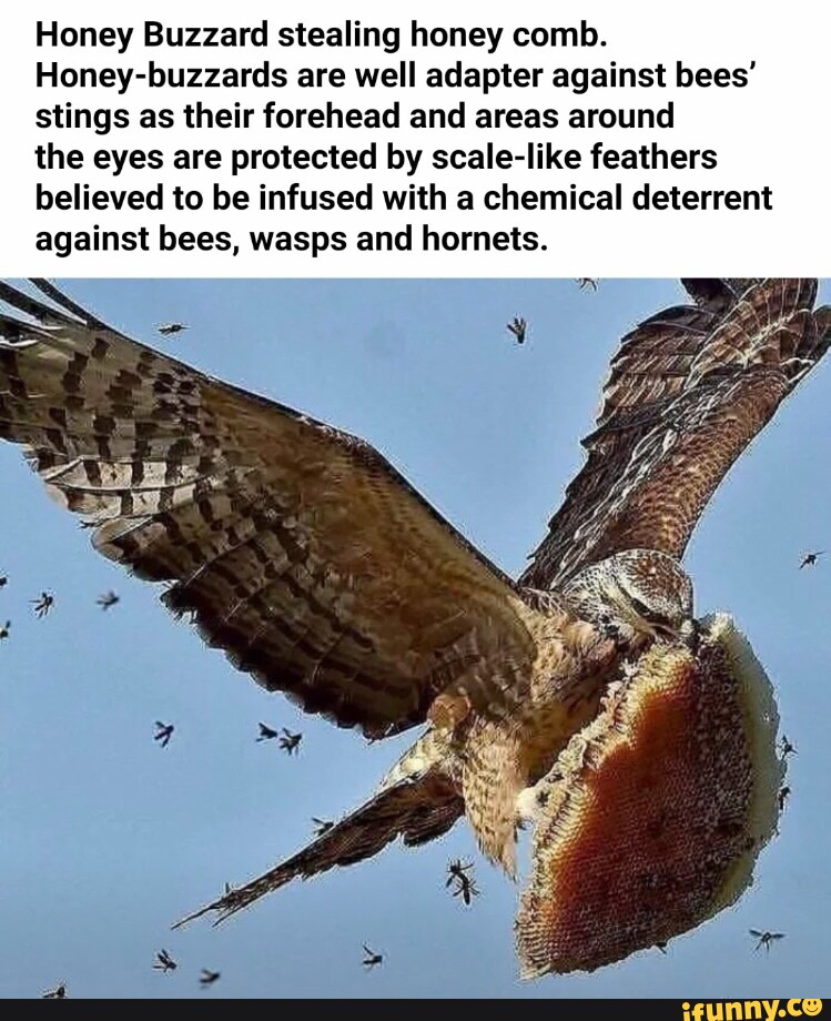 Buzzard memes. Best Collection of funny Buzzard pictures on iFunny