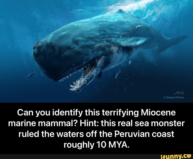 Balazs Petheo Can you identify this terrifying Miocene marine mammal ...