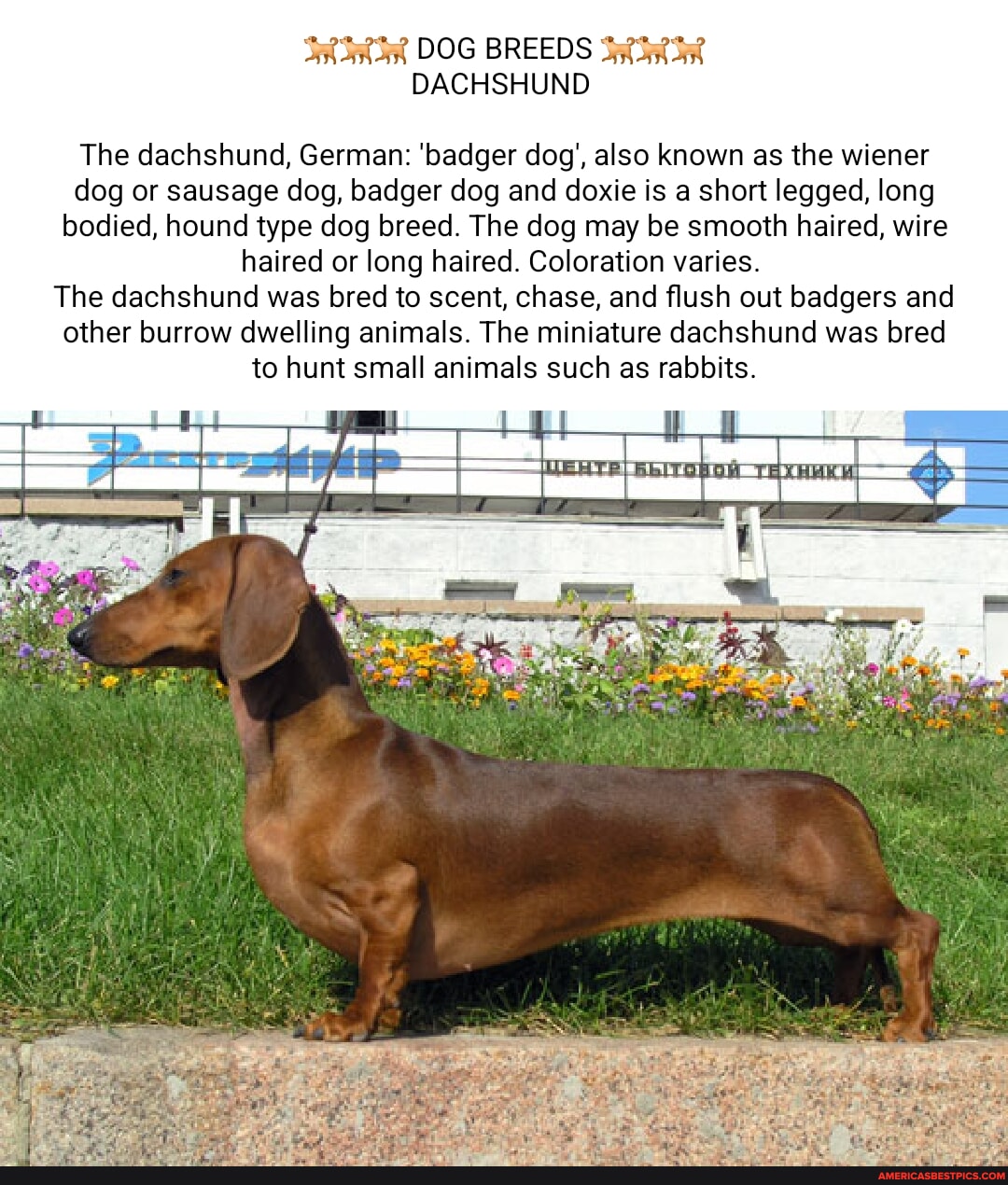 DOG BREEDS DACHSHUND The dachshund, German: 'badger dog', also known as ...