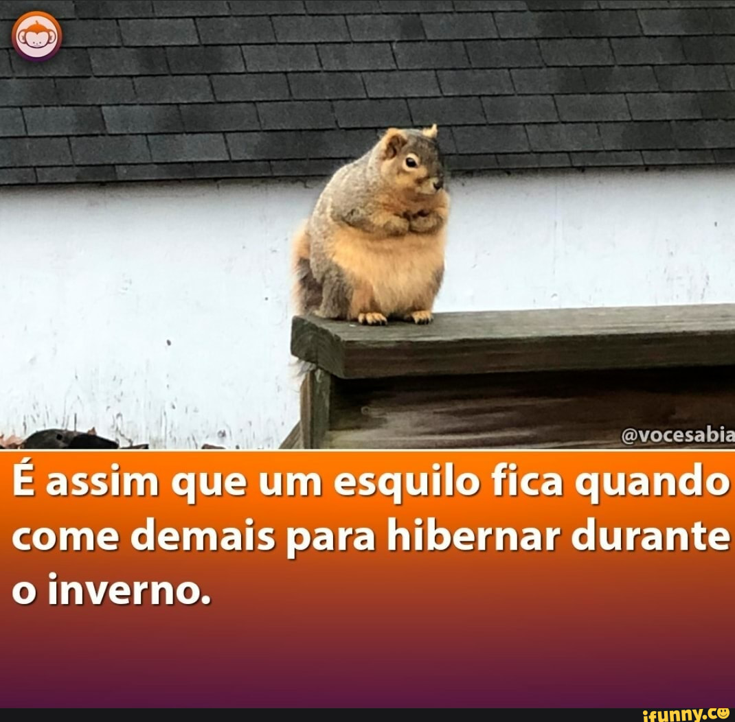 É assim que um esquilo fica quando come demais para hibernar durante o ...