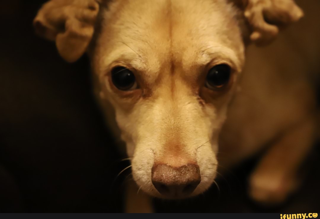 Dogey memes. Best Collection of funny Dogey pictures on iFunny