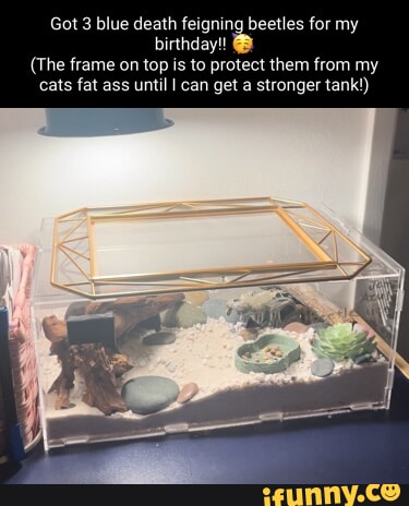 Feigning memes. Best Collection of funny Feigning pictures on iFunny