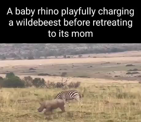 Wildebeest Memes 💎 Blue Wildebeest : R/theHunter