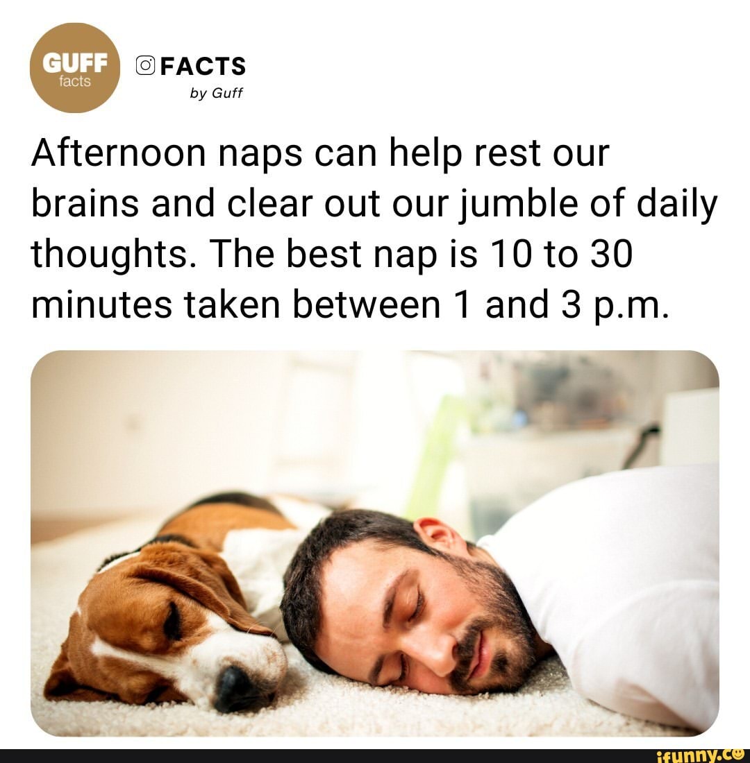 FACTS by Guff Afternoon naps can help rest our brains and clear out our ...