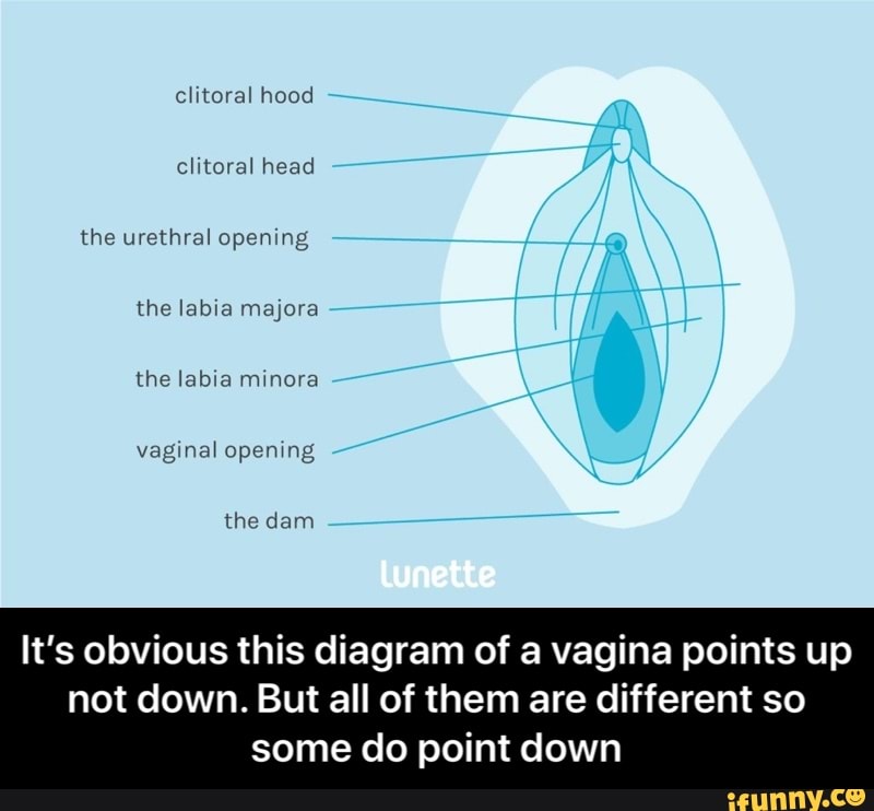Clitoral hood the urethral opening the labia majora the labia minora It ...