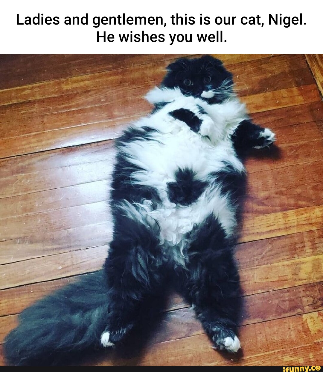 Ladies and gentlemen, this is our cat, Nigel. He wishes you well. - iFunny