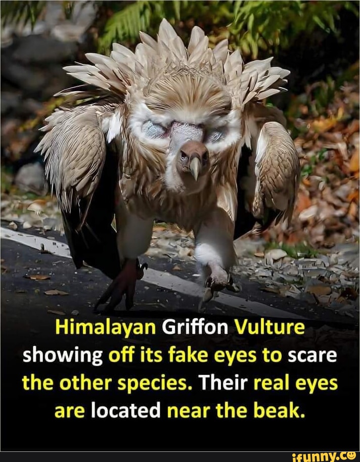 Himalayan Griffon Vulture showing off its fake eyes to scare the other ...