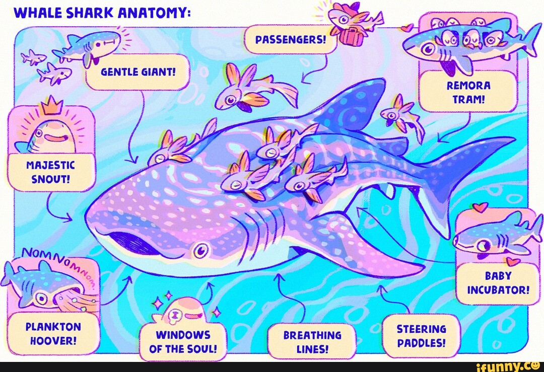 Snout memes. Best Collection of funny Snout pictures on iFunny