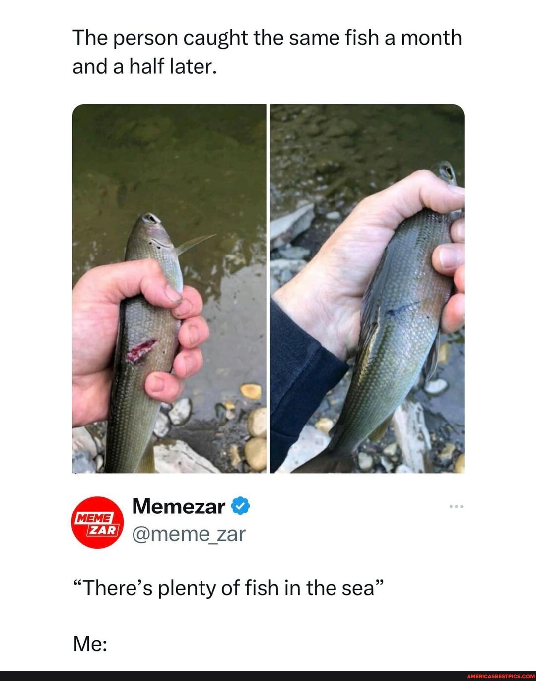 @memezar is the best fish in the Instagram meme sea so follow us for ...