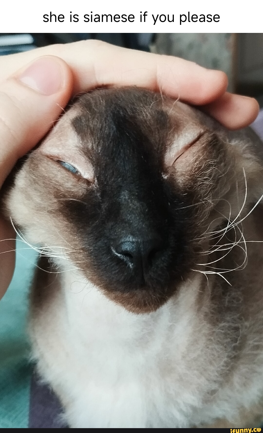 Siamese memes. Best Collection of funny Siamese pictures on iFunny