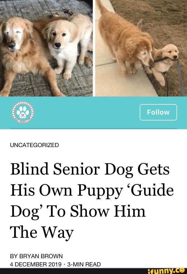 UNCATEGORIZED Follow Blind Senior Dog Gets His Own Puppy 'Guide Dog' To ...