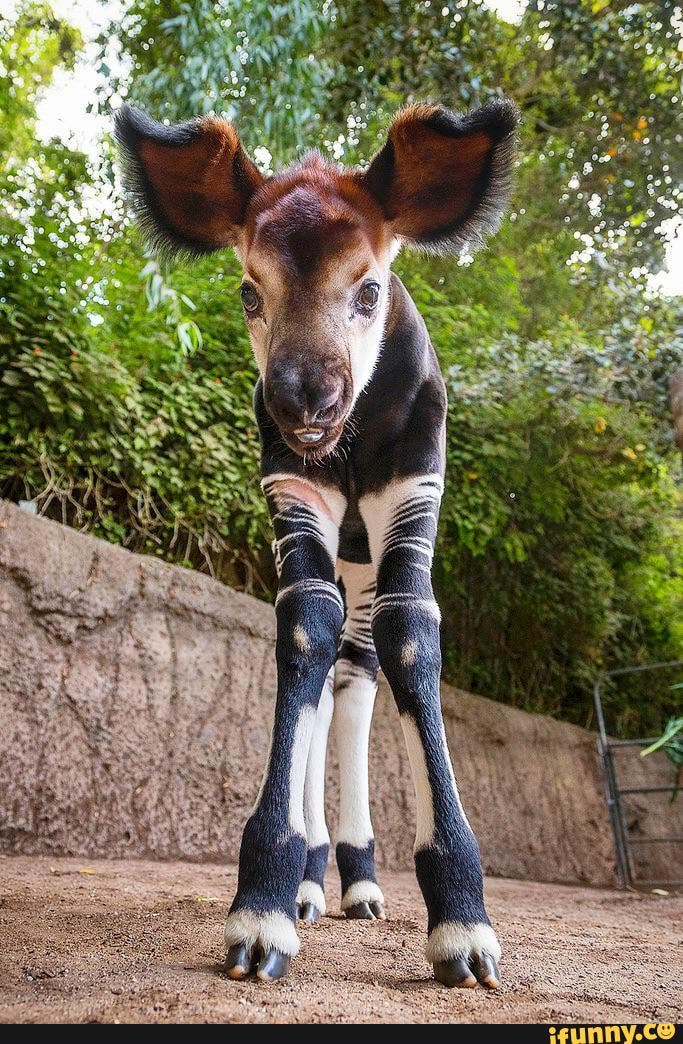 Okapi memes. Best Collection of funny Okapi pictures on iFunny