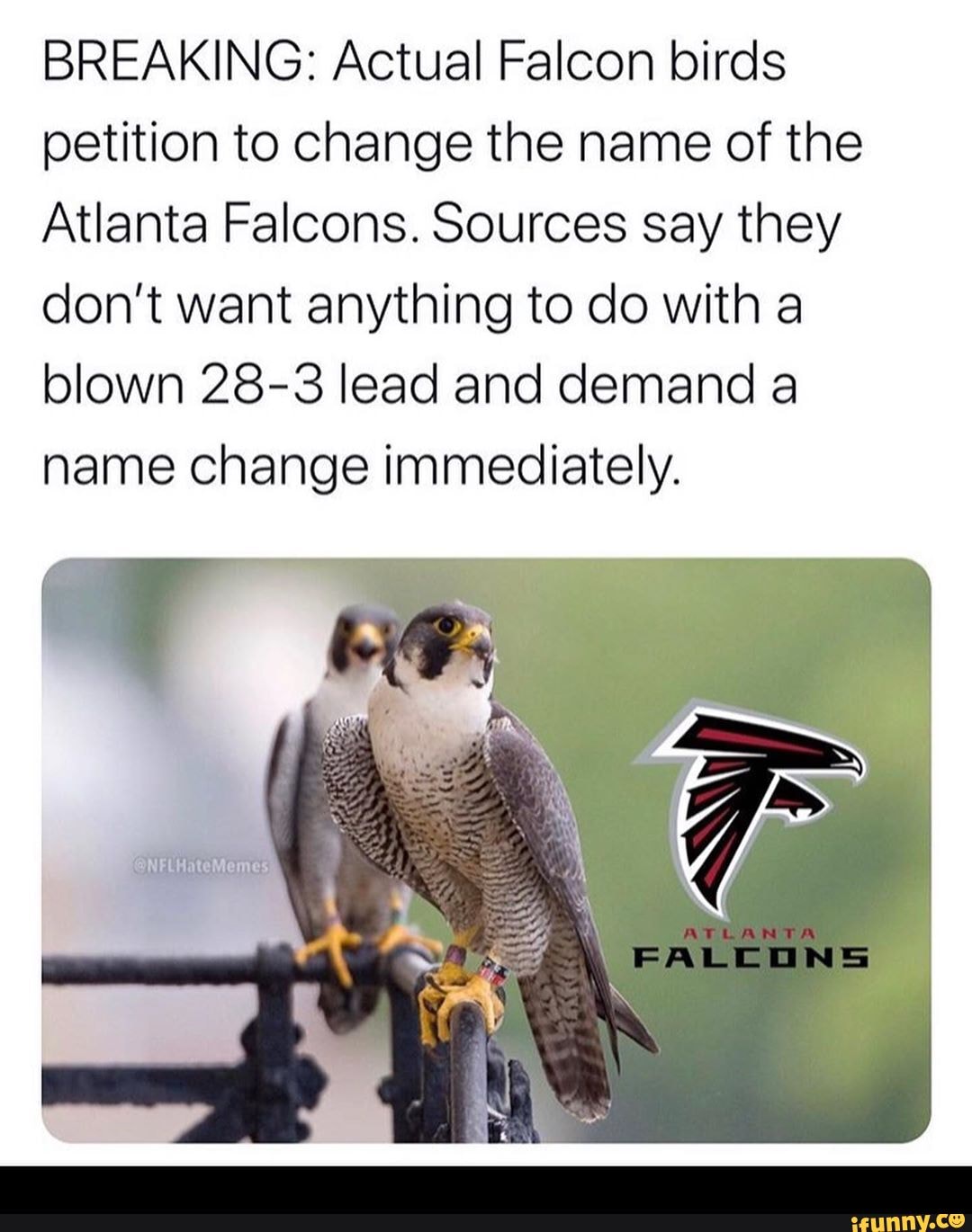 BREAKING: Actual Falcon birds petition to change the name of the ...