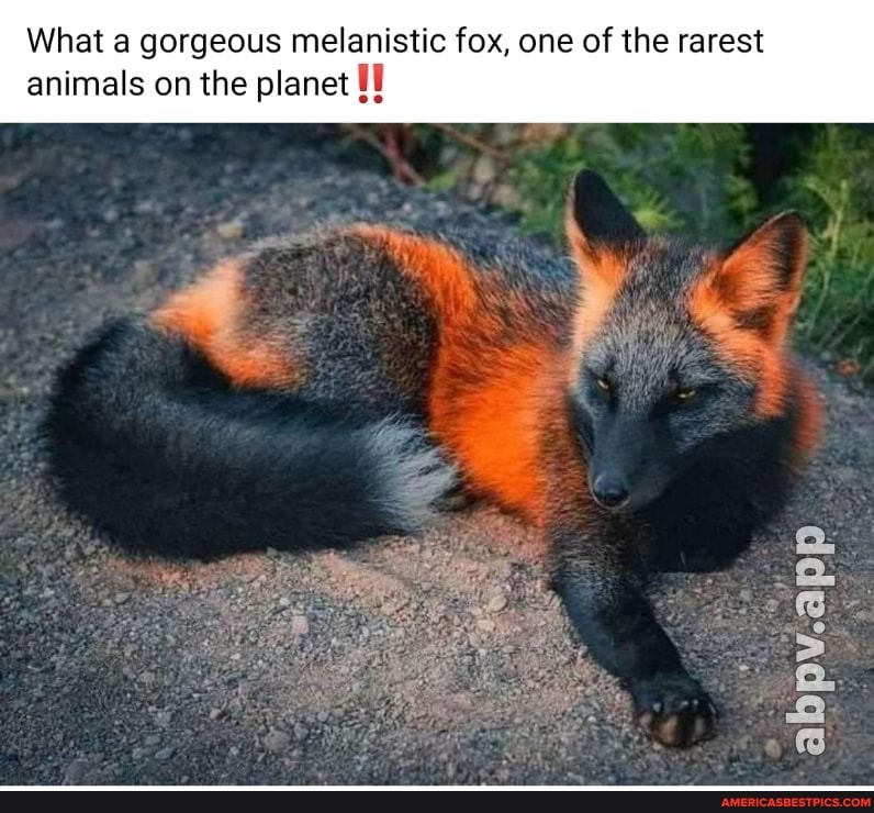 What a gorgeous melanistic fox, one of the rarest animals on the planet ...