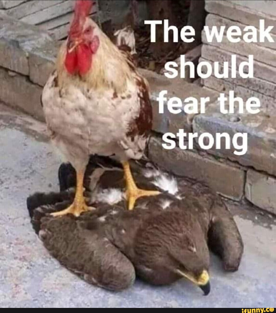 The weak should fear the strong - iFunny