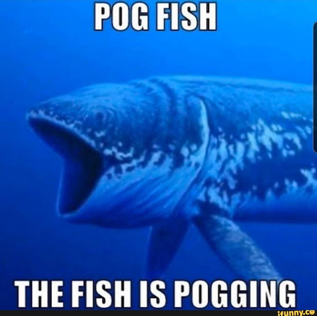 POG FISH THE FISH IS PHRRINA - iFunny