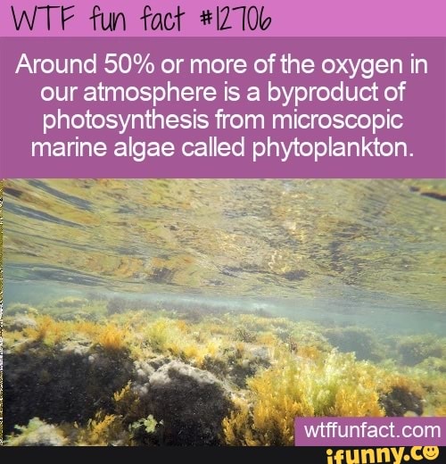 Photosynthesis memes. Best Collection of funny Photosynthesis pictures ...