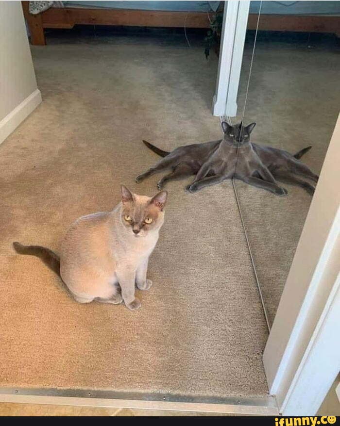 Ophanim memes. Best Collection of funny Ophanim pictures on iFunny