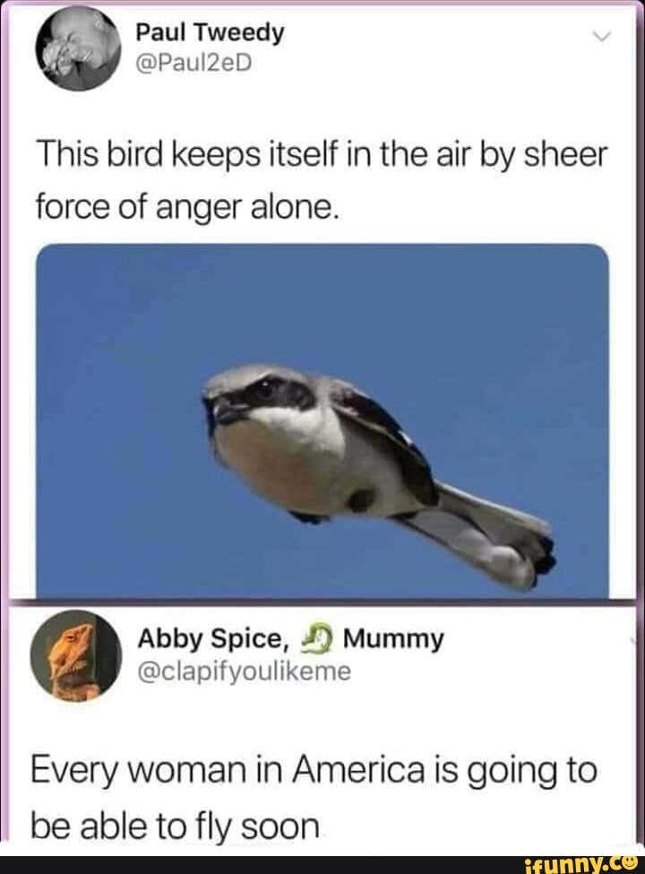 This bird keeps itself in the air by sheer force of anger alone. Every ...
