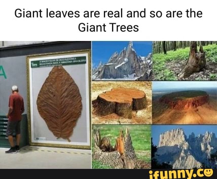 Giant leaves are real and so are the Giant Trees - iFunny
