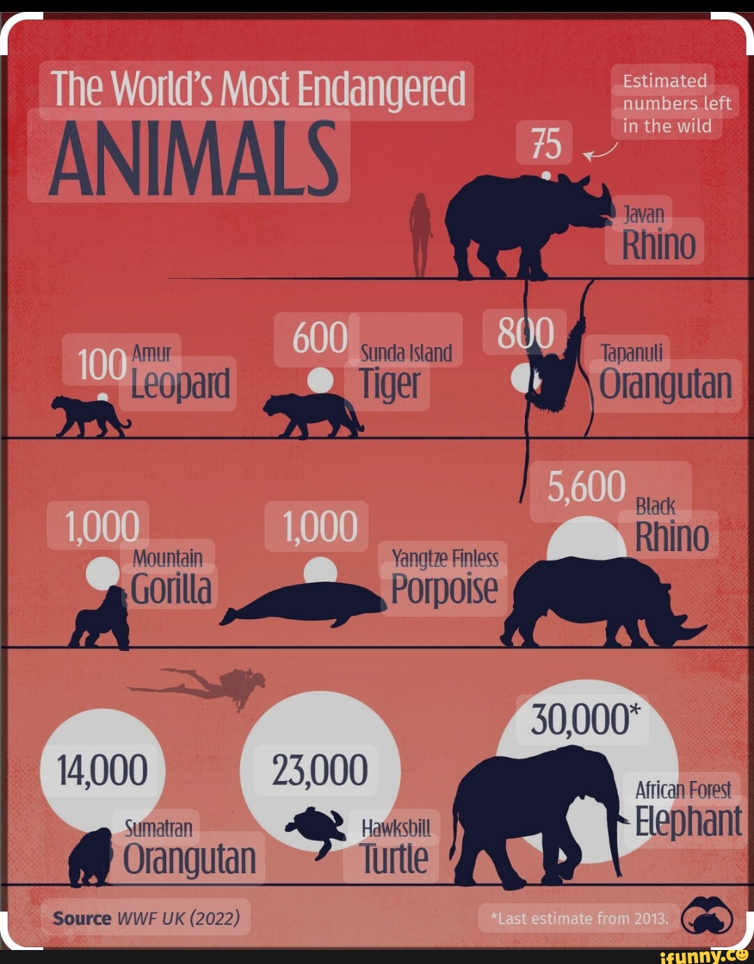 The World's Most Endangered ANIMALS Amur 600 Sunda Island Tapani ...