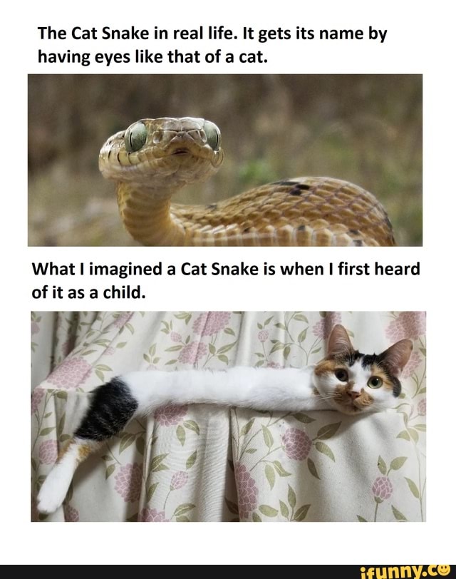 The Cat Snake in real life. It gets its name by having eyes like that ...