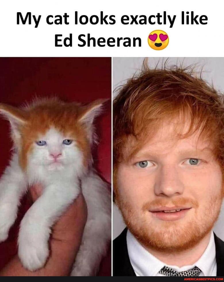 My cat looks exactly like Ed Sheeran - America’s best pics and videos