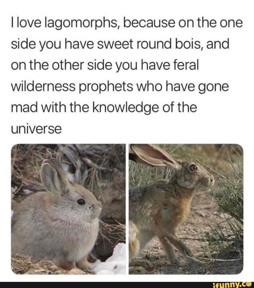 Lagomorphs memes. Best Collection of funny Lagomorphs pictures on iFunny