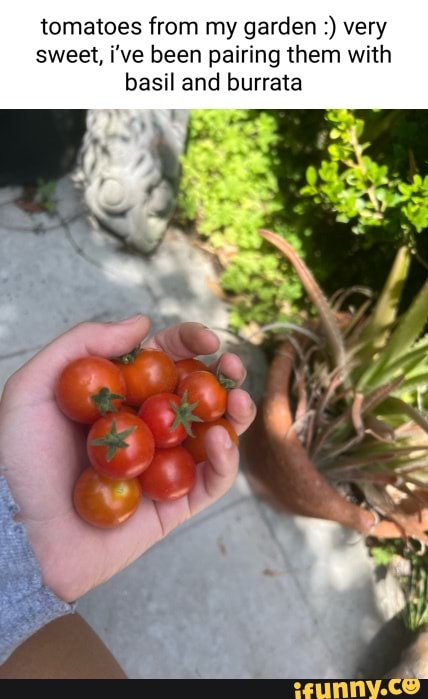 Burrata memes. Best Collection of funny Burrata pictures on iFunny