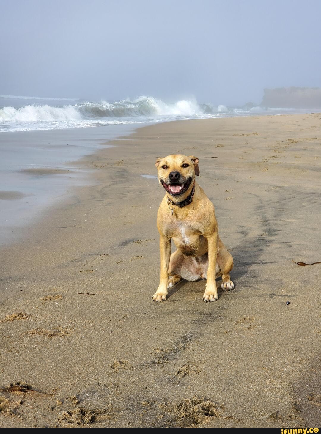 Beach_dog memes. Best Collection of funny Beach_dog pictures on iFunny