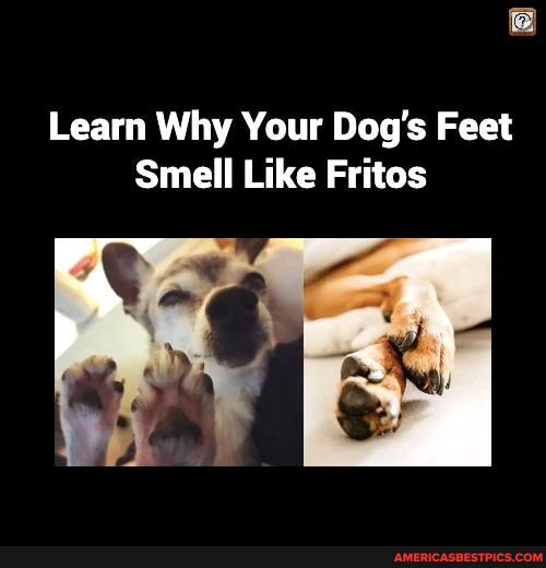Learn Why Your Dog's Feet Smell Like Fritos - America’s best pics and ...