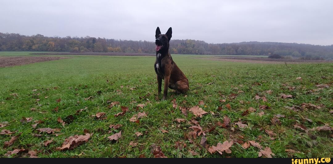 Belgian_malinois memes. Best Collection of funny Belgian_malinois ...