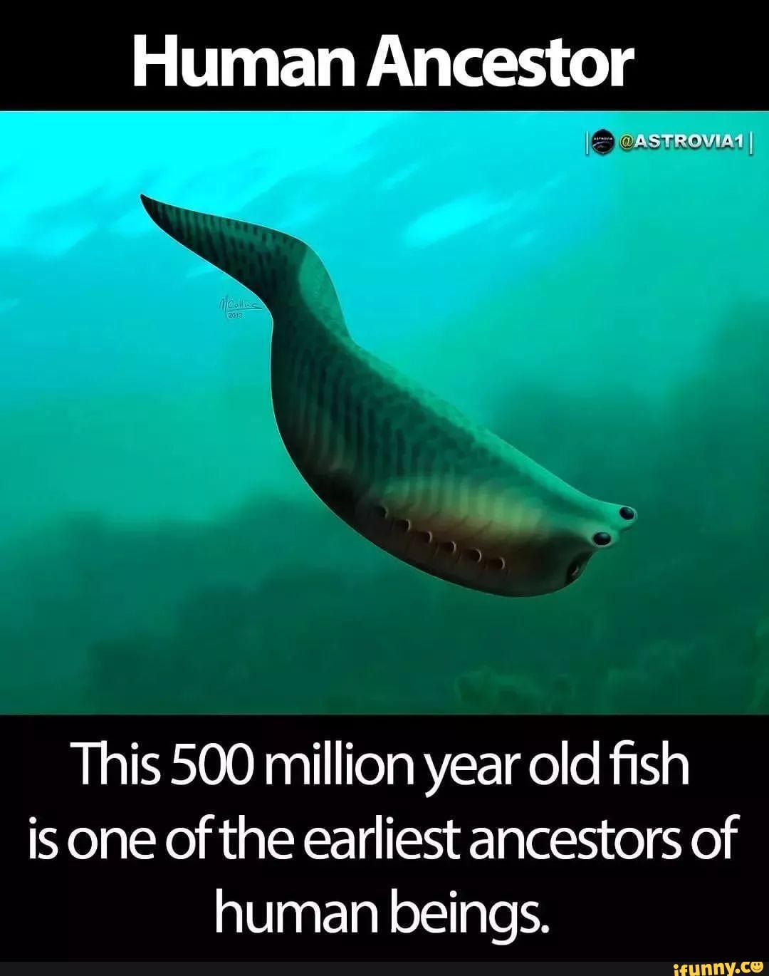 Human Ancestor This 500 million year old fish is one of the earliest ...