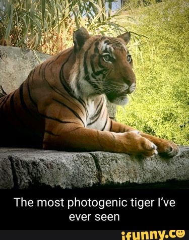 The most photogenic tiger I've ever seen - iFunny