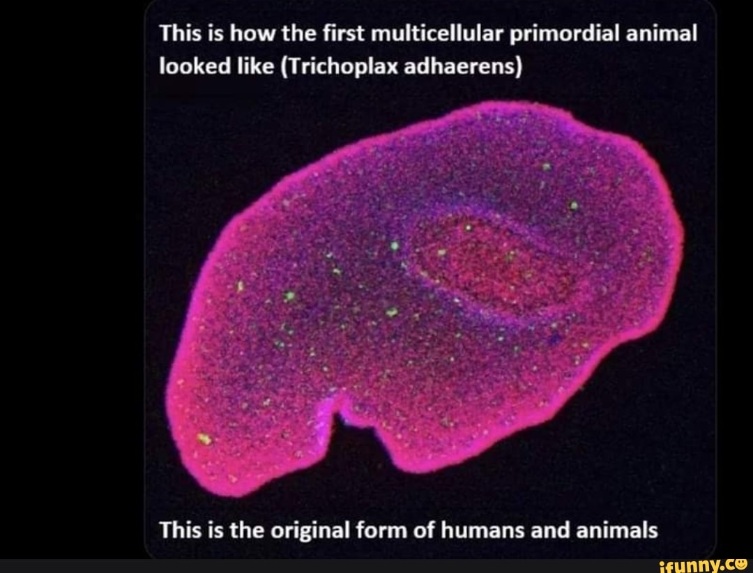 This is how the first multicellular primordial animal looked like ...