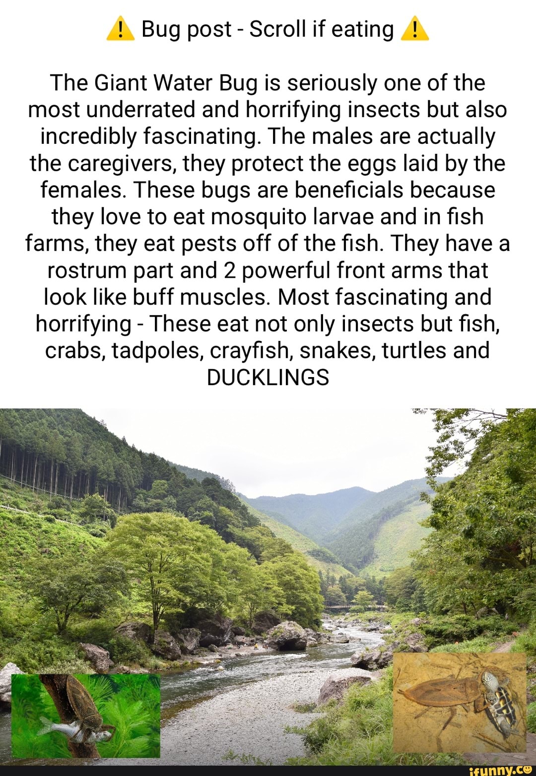 Bug post - Scroll if eating The Giant Water Bug is seriously one of the ...