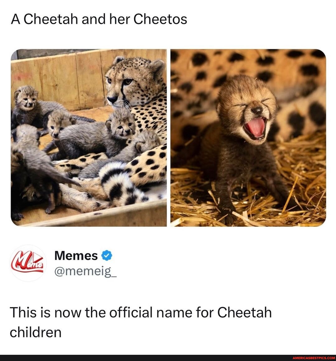 Cheetos memes explore funny - A Cheetah and her Cheetos Memes @ @memeig ...