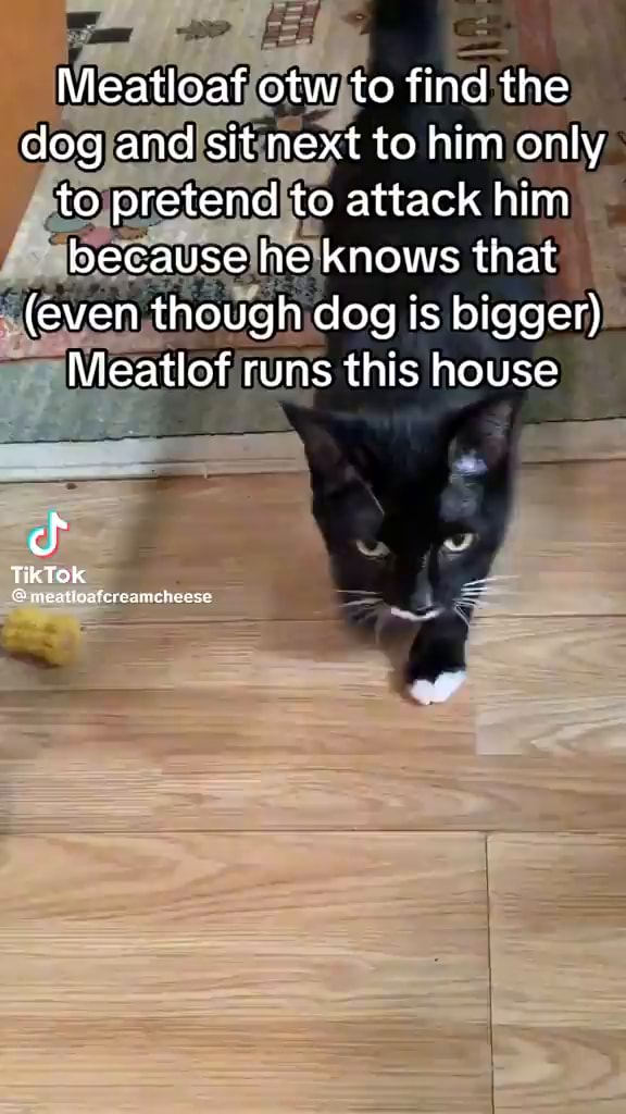 Meatloaf Cat Meme