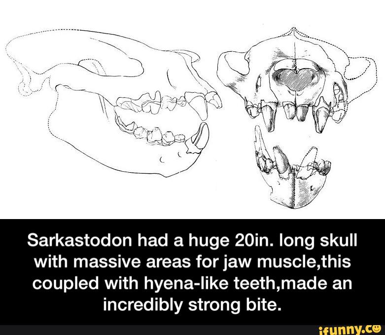 Sarkastodon memes. Best Collection of funny Sarkastodon pictures on iFunny
