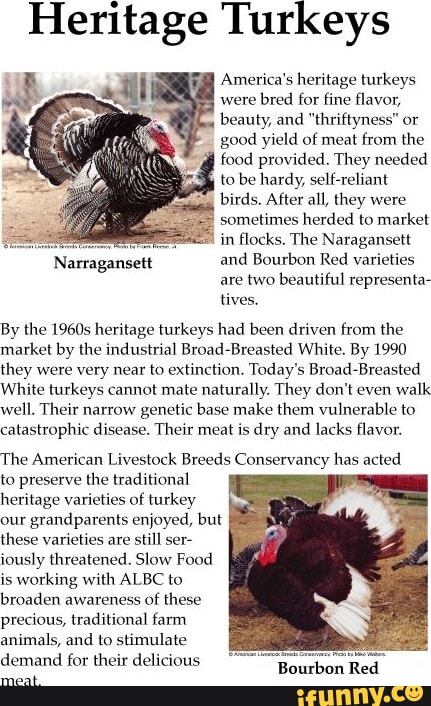 Heritage Turkeys America's heritage turkeys were bred for fine flavor ...