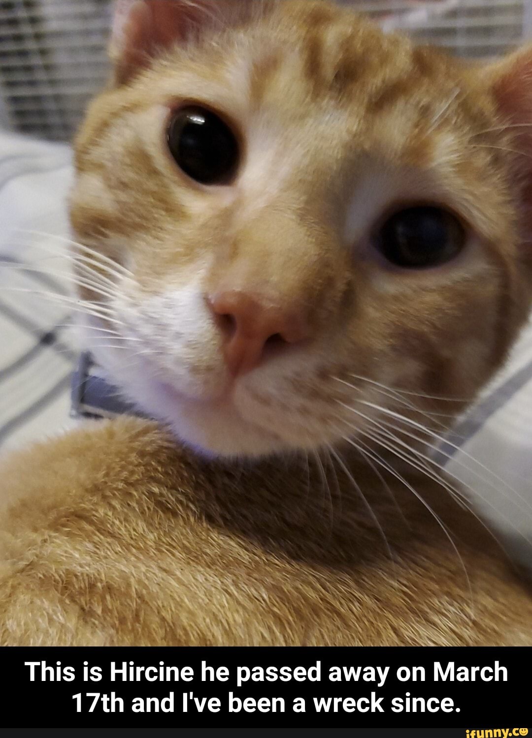 Hircine memes. Best Collection of funny Hircine pictures on iFunny