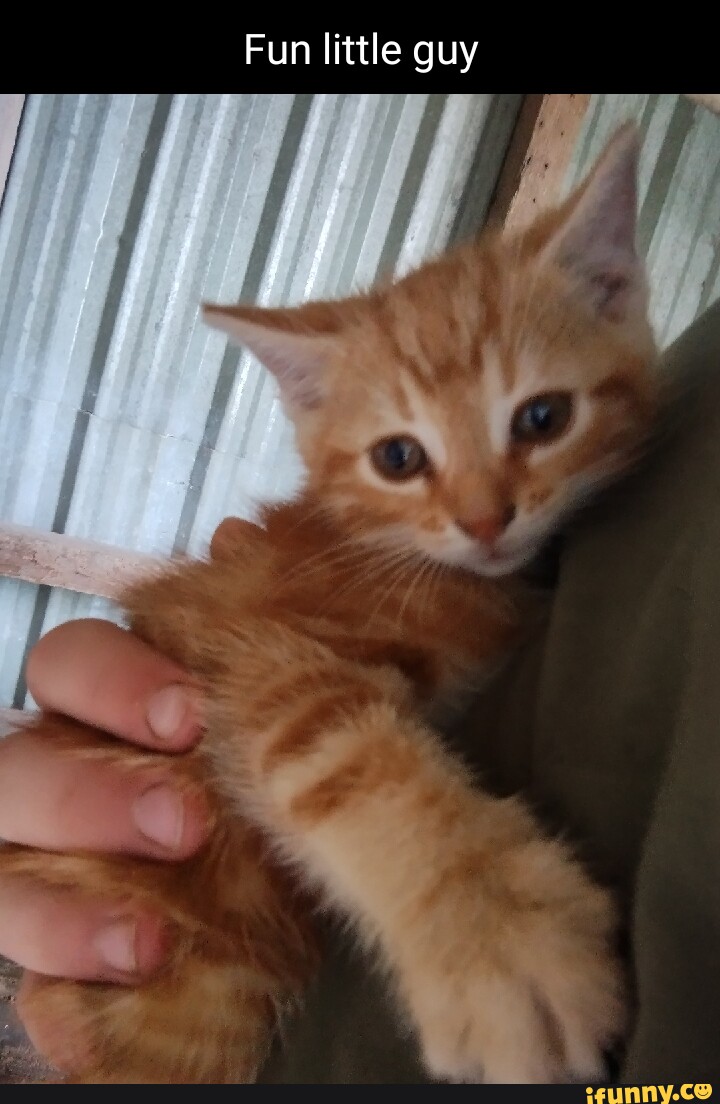 Fun little guy - iFunny