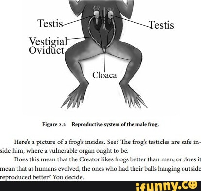 Testi Vestigial Oviduct, Figure Reproductive system ofthe male frog ...